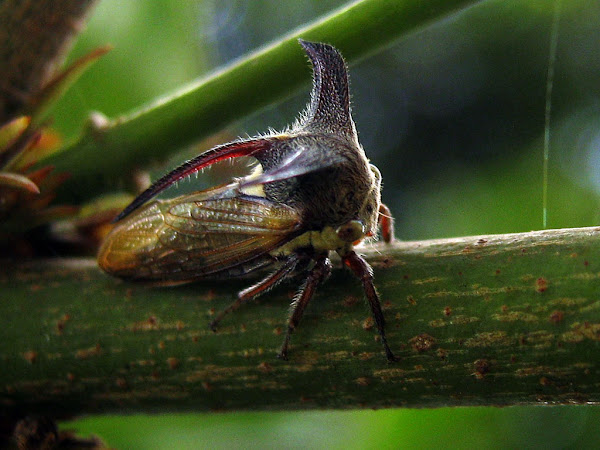 Treehoppers | Project Noah