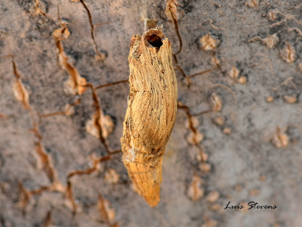 Swallowtail cocoon | Project Noah