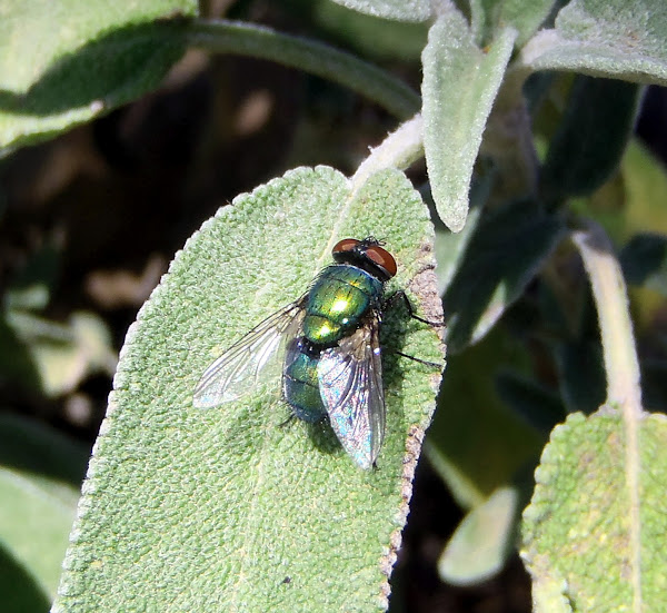 Mosca verde, Common green bottle fly | Project Noah