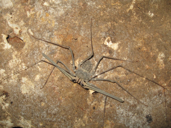 Whip Spider | Project Noah