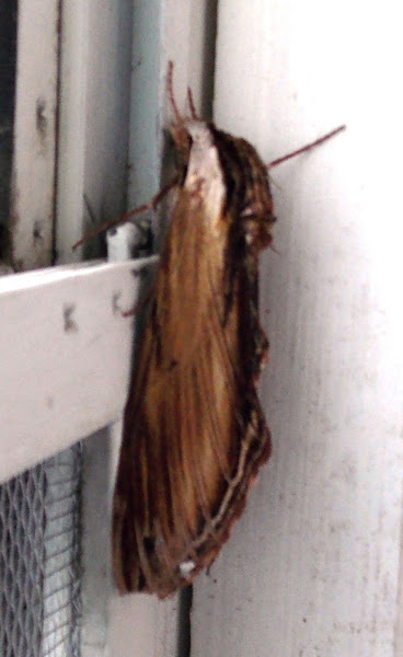 Laurel Sphinx Moth | Project Noah