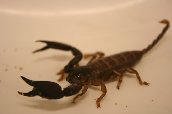 Australian Rainforest Scorpion | Project Noah