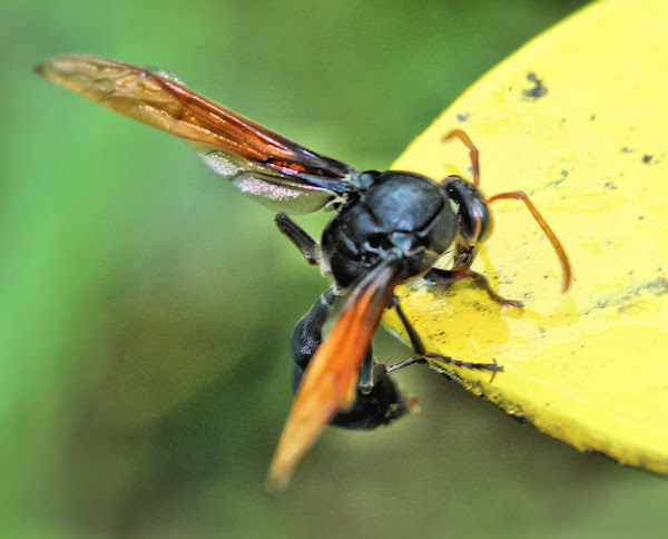 Tropical Potter Wasp | Project Noah