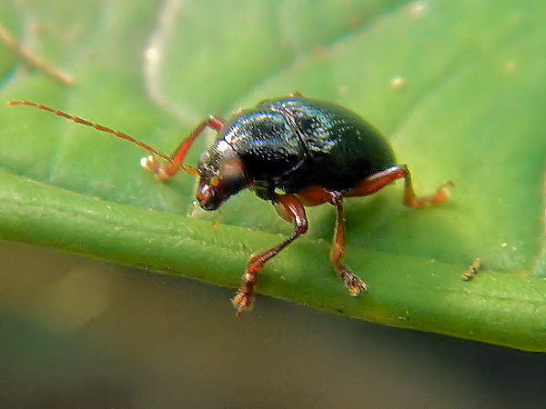 beetle | Project Noah