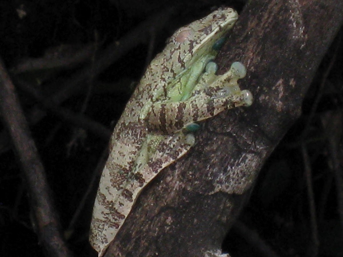 Gladiator tree frog | Project Noah