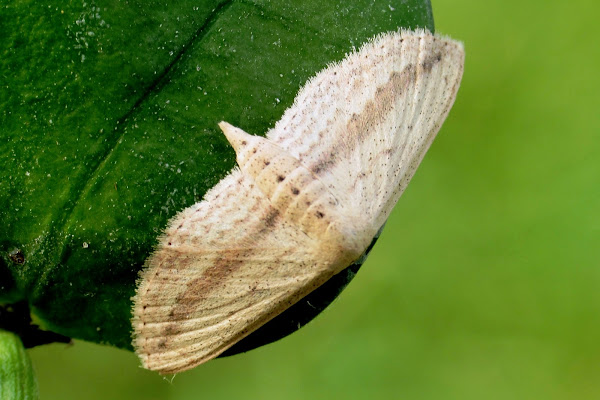 Scopula Geometrid Moth | Project Noah