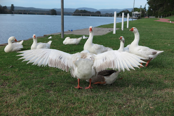 Australian Settler Geese | Project Noah