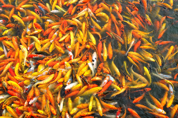 Koi fish | Project Noah