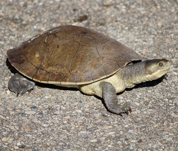 Krefft's Turtle (adult) | Project Noah