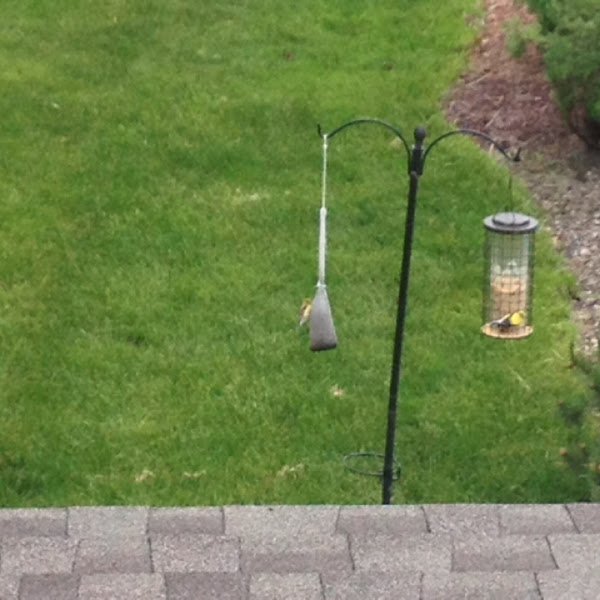 American goldfinch | Project Noah