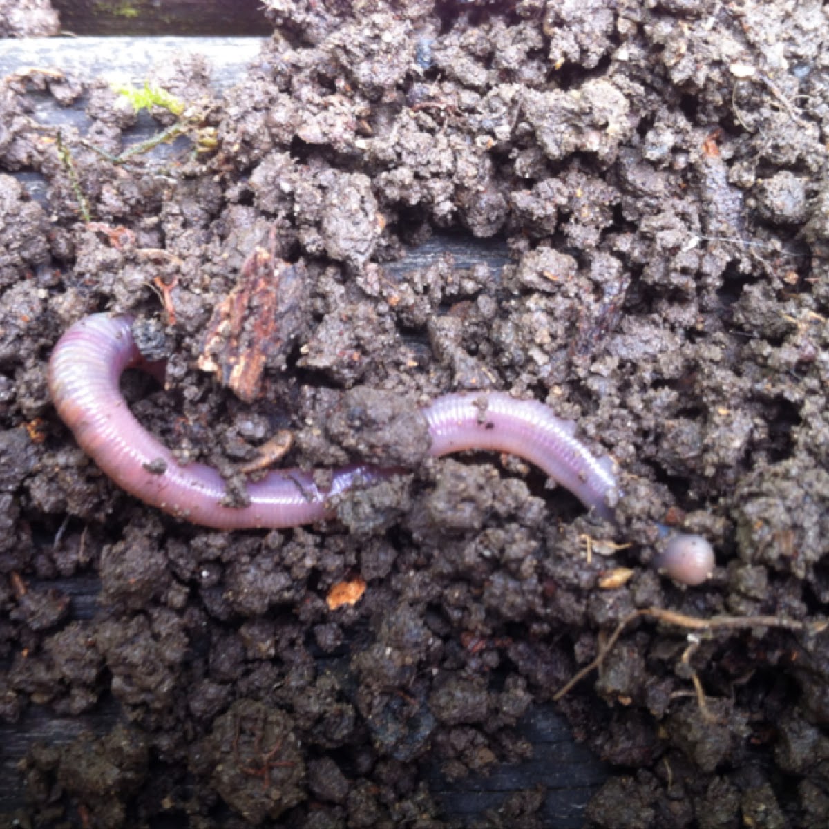 Earthworm | Project Noah