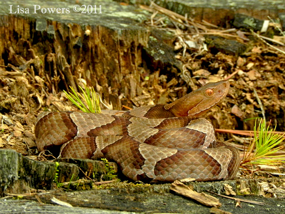 Copperhead | Project Noah