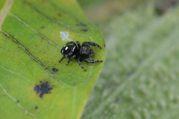 bold jumping spider | Project Noah