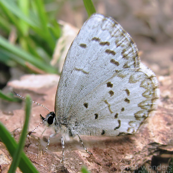 Northern Spring Azure - male | Project Noah
