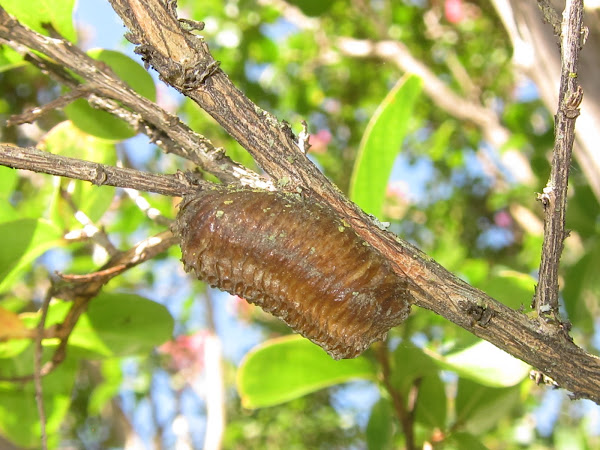 Mantid Ootheca | Project Noah