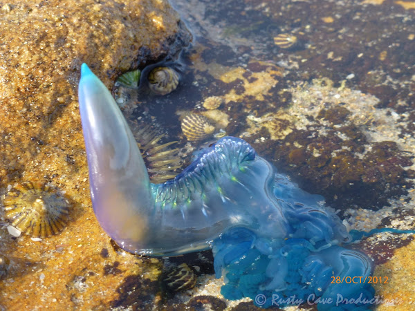 The Blue Bottle, or Portuguese Man o' War | Project Noah