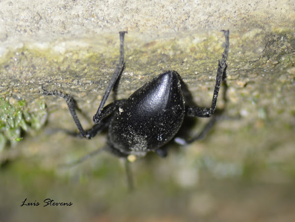 Pinacate beetle | Project Noah