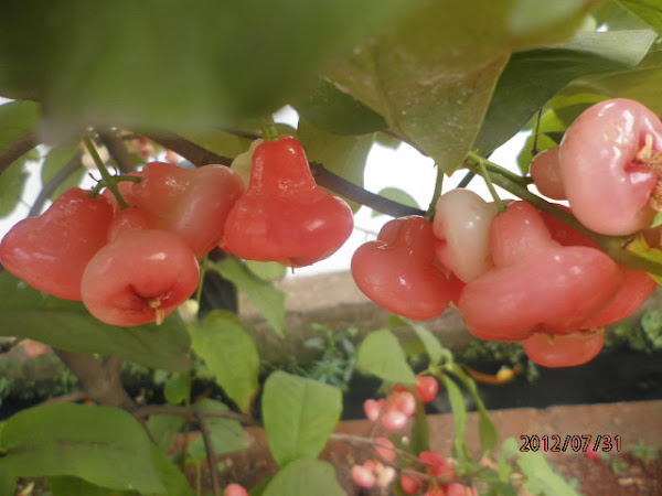 Jambu kancing. | Project Noah