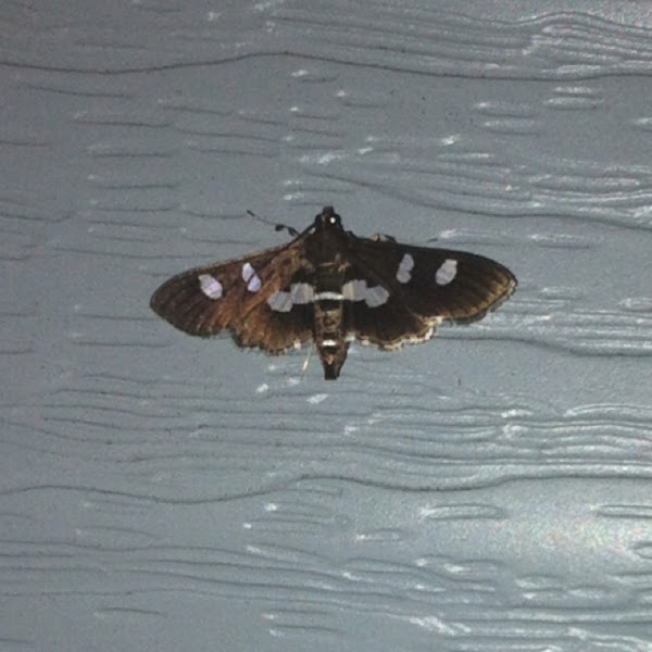 Grape Leaffolder Moth | Project Noah