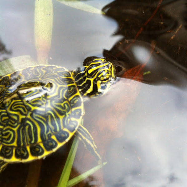 Suwannee River Cooter | Project Noah