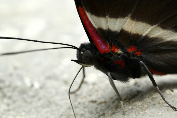 Periander Metalmark | Project Noah