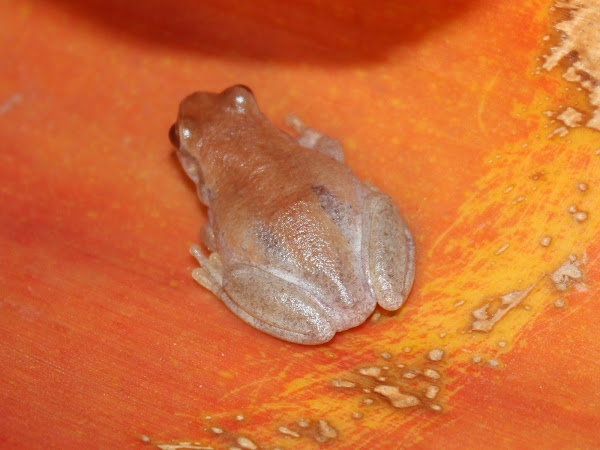 Desert Tree Frog or Little Red Tree Frog | Project Noah