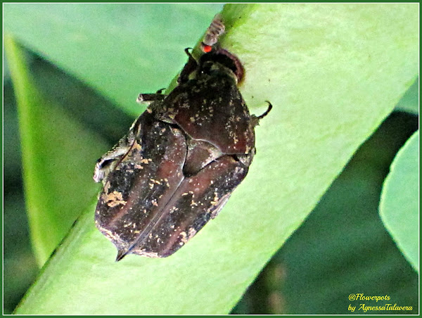 Mango Flower Beetle, Mottled Flower Scarab | Project Noah