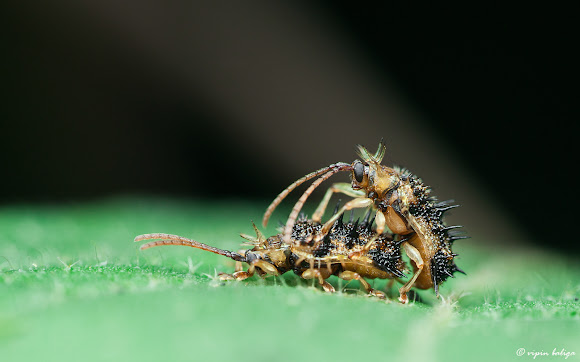 Spiny Leaf Beetle | Project Noah