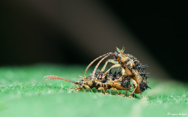 Spiny Leaf Beetle | Project Noah