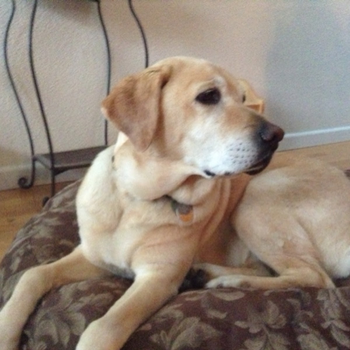 Yellow lab | Project Noah