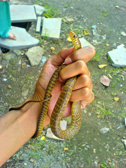 Dhaman or Oriental Ratsnake | Project Noah