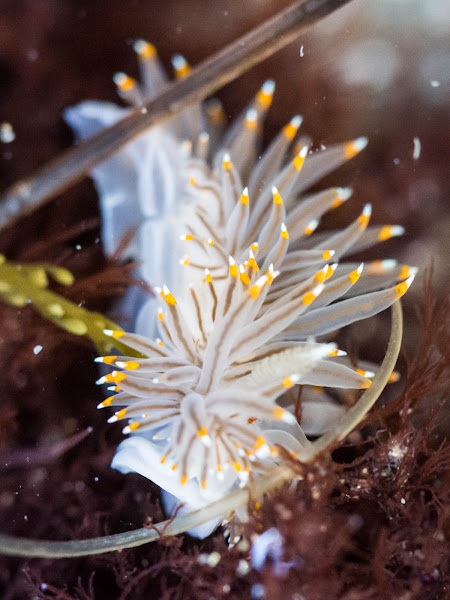 Bi-Color Nudibranch | Project Noah