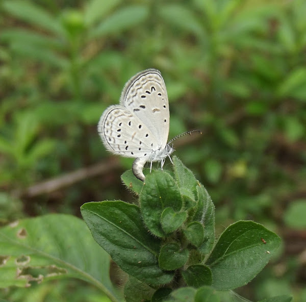 Tiny Grass Blue | Project Noah
