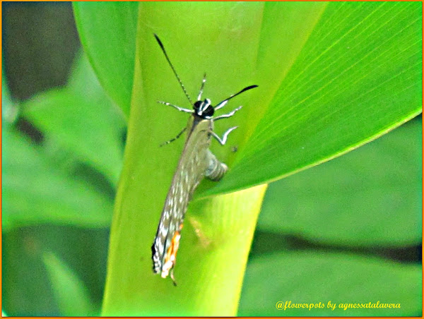 Metallic Cerulean | Project Noah