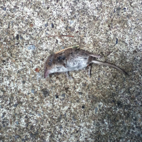 American Pygmy Shrew | Project Noah