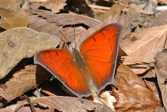 Goatweed Leafwing Butterfly (male) | Project Noah