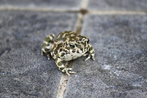 European Green Toad | Project Noah