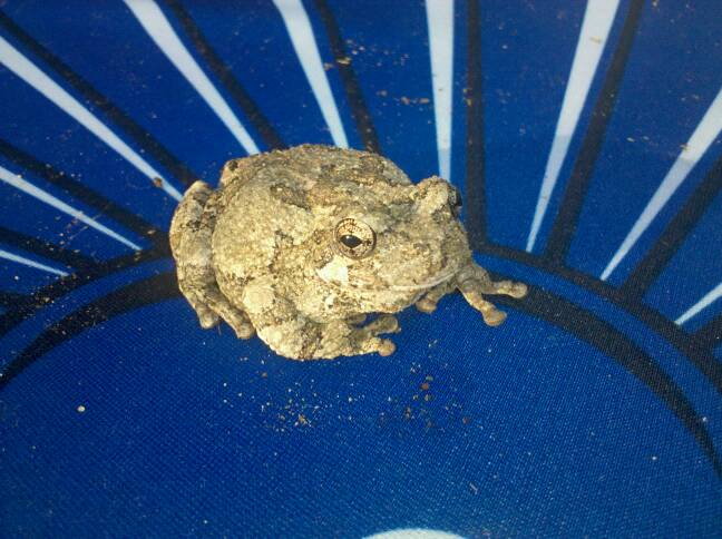 Cope's Grey Tree Frog | Project Noah