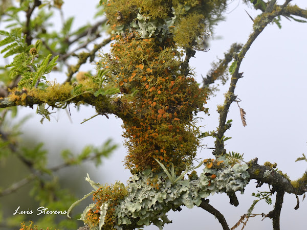 Golden Eye Lichen | Project Noah