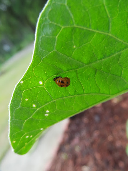 Multicolored Asian Lady Beetle Pupa | Project Noah