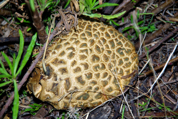 Sepia bolete (Βωλίτης ο πολύσπορος) | Project Noah