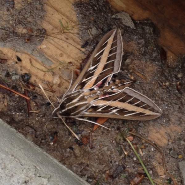 Striped Hawk Moth | Project Noah