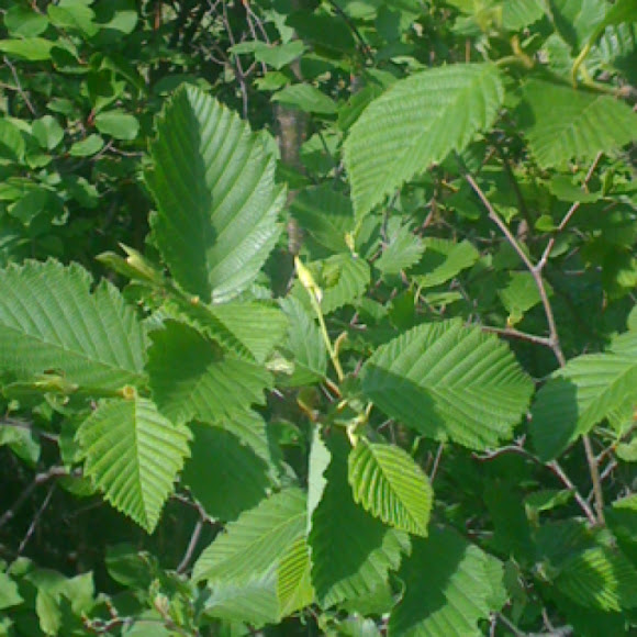 Speckled Alder | Project Noah