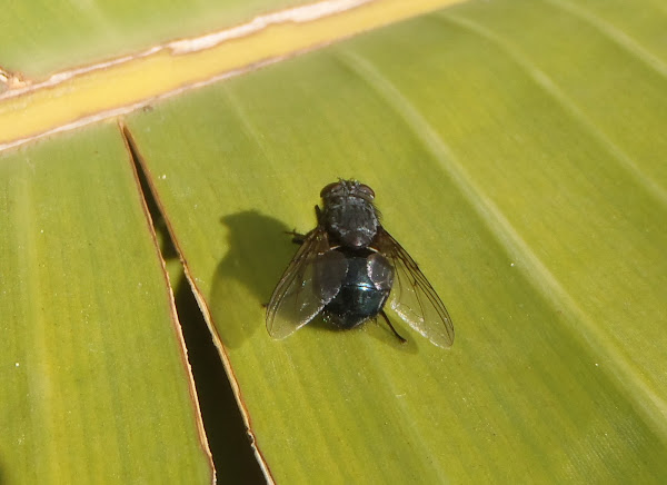 Mosca negra, moscarda | Project Noah