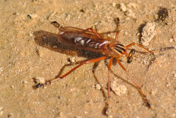 Robber Fly, Hanging Thief | Project Noah