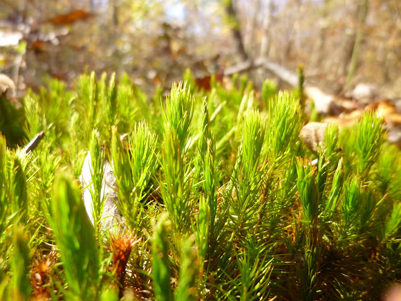 Hair Moss | Project Noah