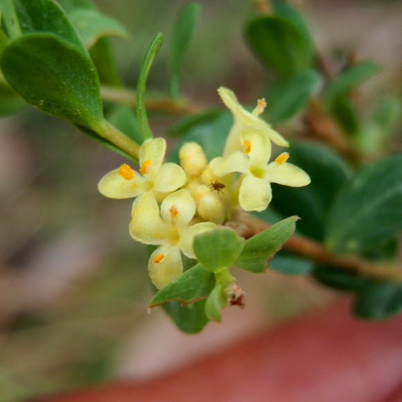 Yellow Rice-flower | Project Noah