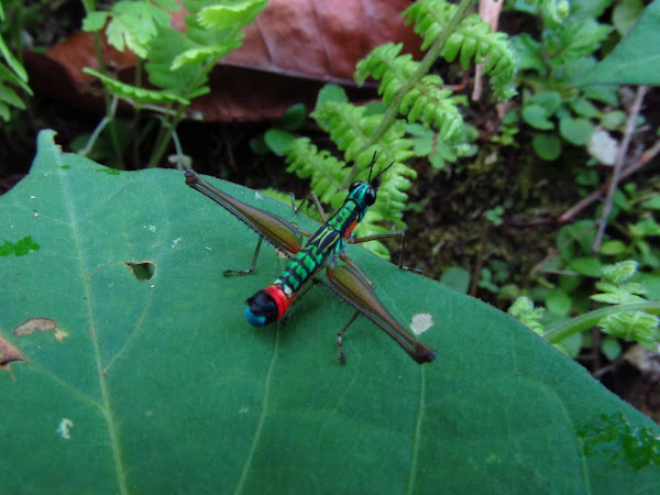 Saltamontes | Project Noah