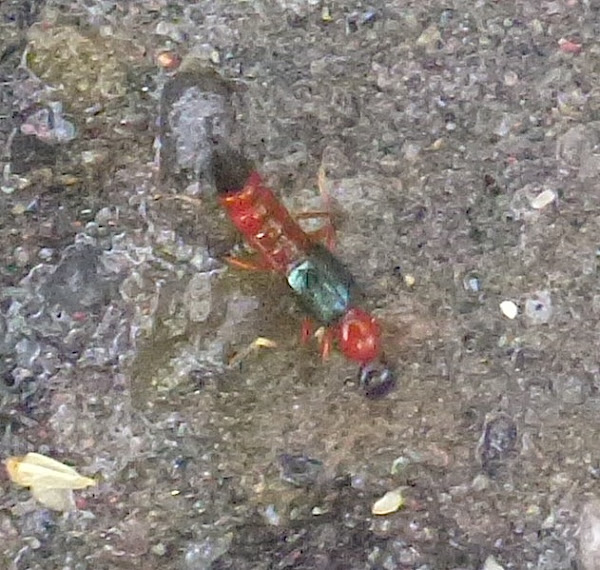 Paederus Rove Beetle | Project Noah