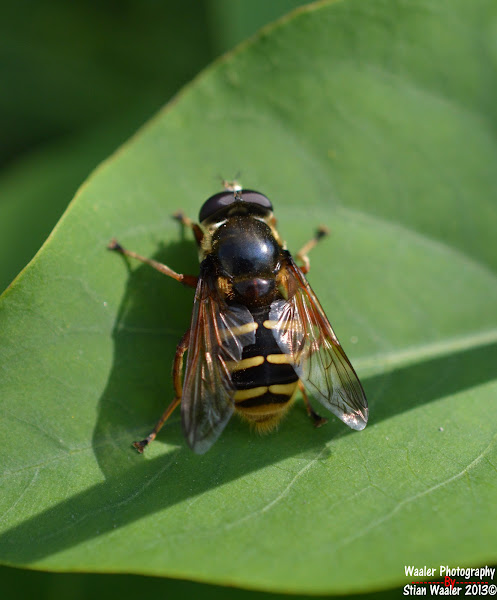 Bog Hoverfly | Project Noah